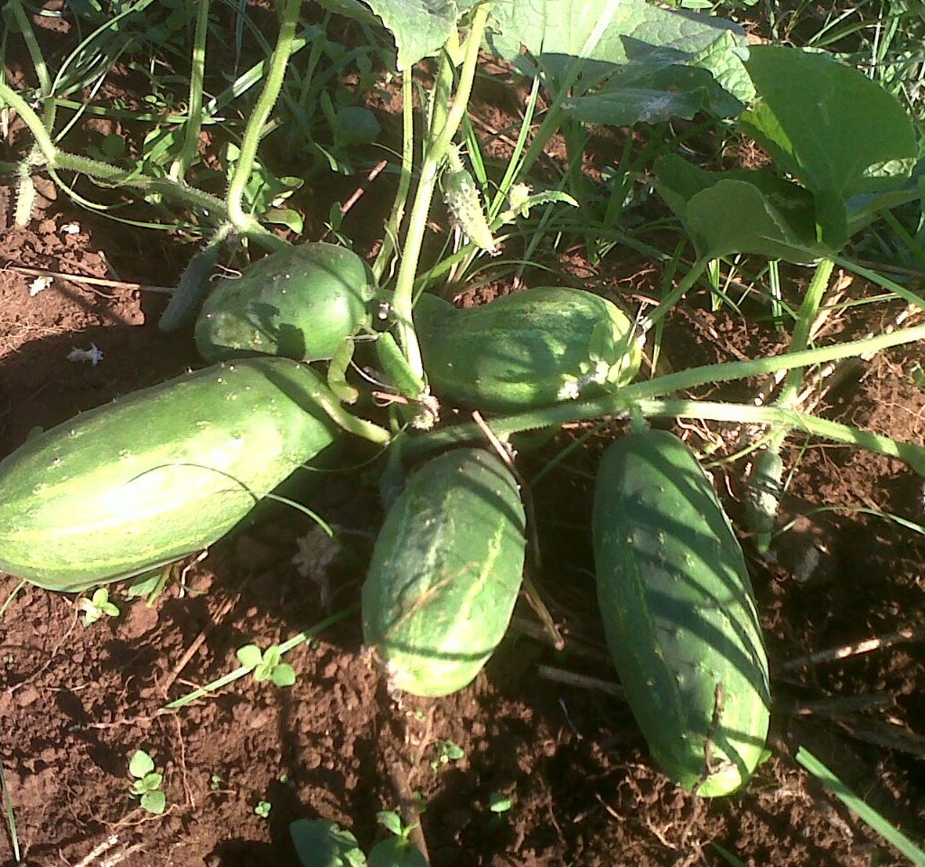 Nohari Farms CC - Business in eThekwini Portal